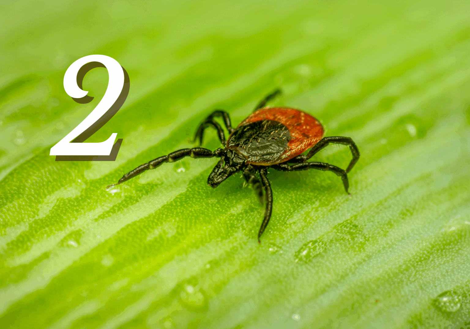 Alpha-Gal Syndrome | Save Our Food and Farms (SOFAF.org)